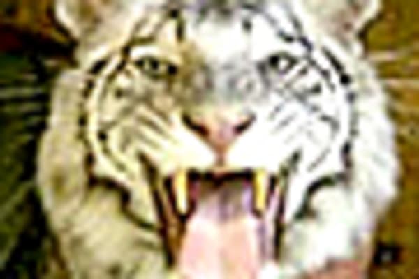 Tiger mauls zookeeper to death