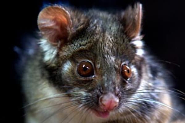 The possum wars