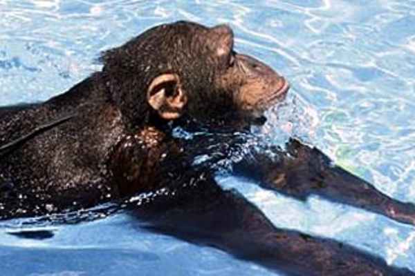 How do chimps swim? With the beast-stroke