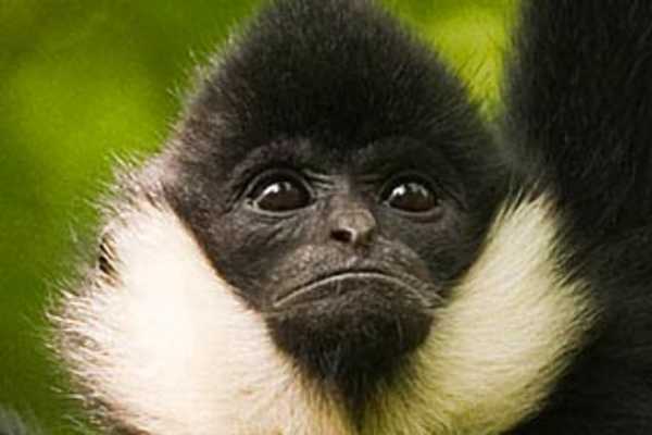 Rare gibbons found in Vietnam