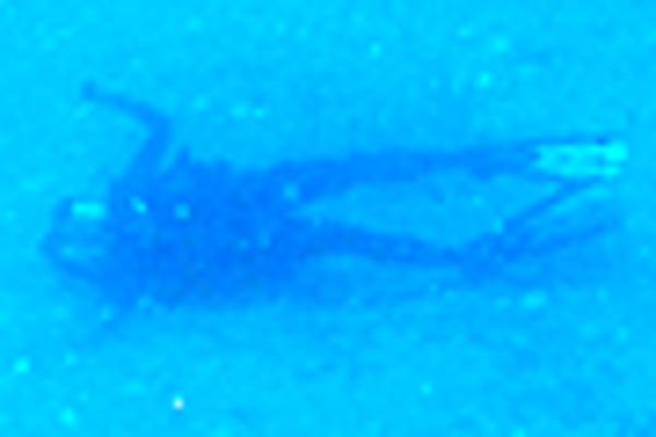 Great Barrier Reef death: scuba diver admits letting wife drown