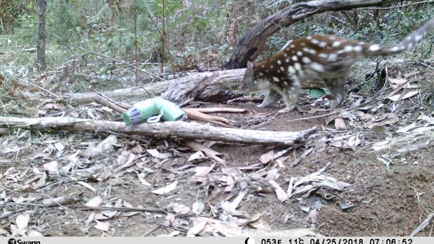 Quoll-ity viewing: Rare native predator found in Victorian forest
