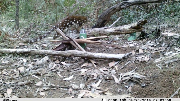 Quoll-ity viewing: Rare native predator found in Victorian forest