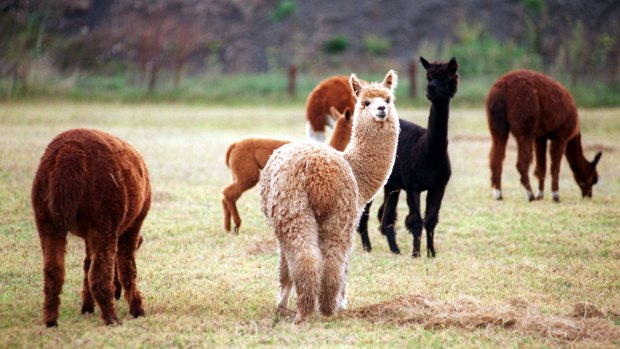 Six alpacas shot dead in 'heartless' southern Queensland attack