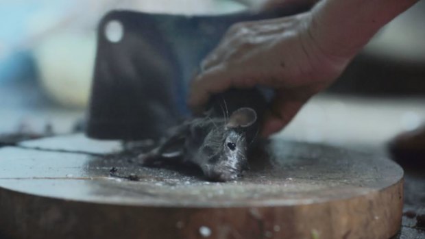 Live rats torn apart not 'high impact violence': Classifications watchdog