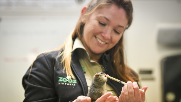 How do you evacuate a zoo? Healesville Sanctuary found out the hard way