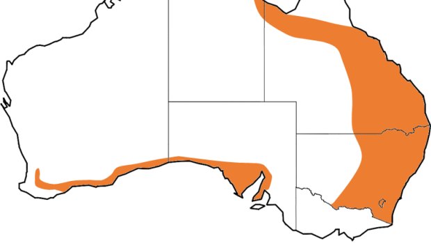 Scientists, historians adder up clues to find truth about lost snake