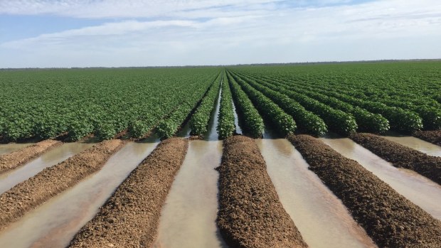 Payback time: Corporate owners look for $500m in Riverina farming sales