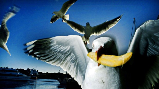 Singapore's Oxley Holdings has designs on Sydney Fish Markets