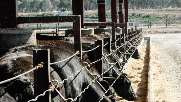 Apiam Animal Health seeks $40m equity, $100m float