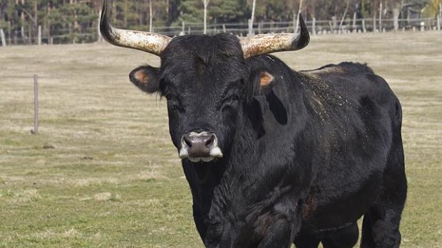 Aggressive ‘Nazi’ beasts are no cash cows