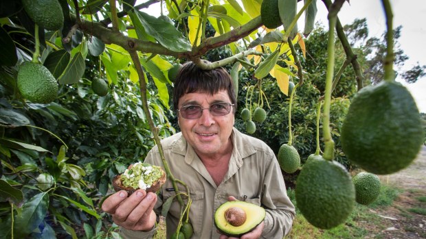 Avocados smashing it with most expensive farmland in Australia