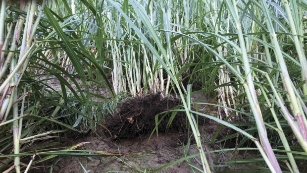 North Queensland sugar cane crops suffer worst flooding in more than 20 ...