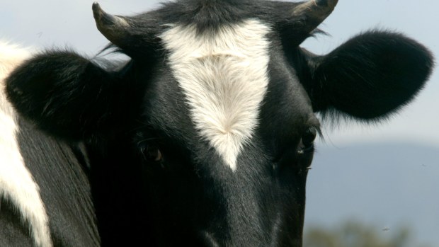 Cargill backs facial recognition for cows