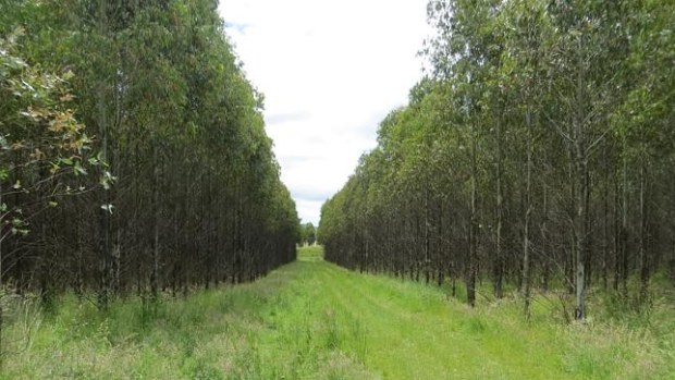 Strong appetite for blue gum plantations