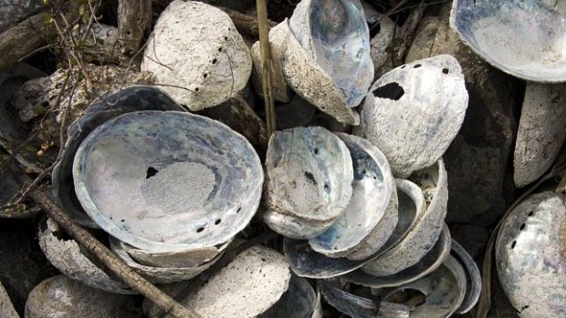 $20m abalone farm boosts Craig Mostyn’s stable