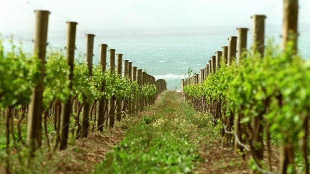 Scotchmans Hill winery changes hands for $10.6 million