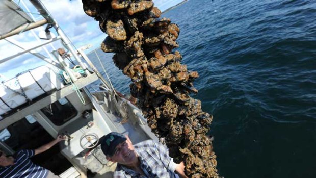 Mussel strength turns the tide for aquaculture