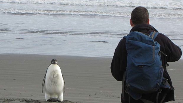 Penguin takes wrong turn, ends up in New Zealand