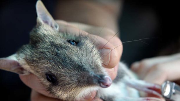 Bandicoots on the hook for cases of salmonella