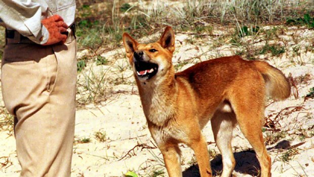 Feeding condemns dingoes to death