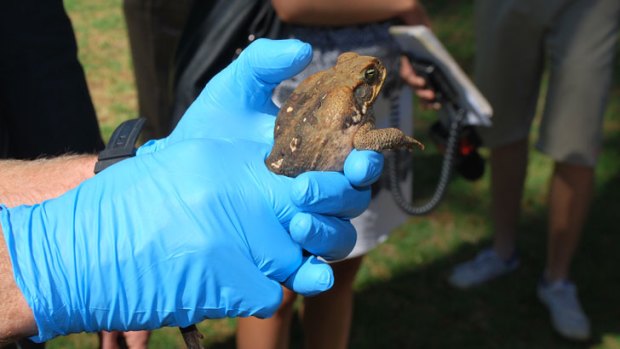 Reggie: the latest four-legged weapon in cane toad war