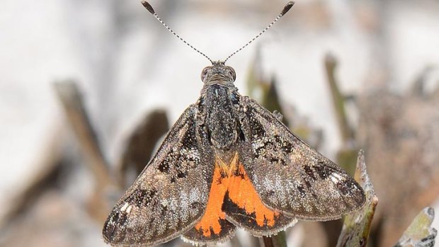 Graceful moth no longer an amber light to development