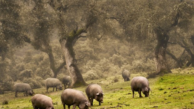 Andalusia, Spain: Living high on the Iberian hog