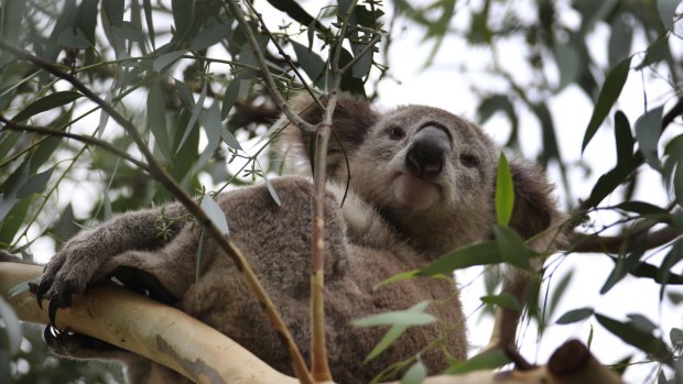 Mother koala and joey cling to falling tree as loggers clear plantation