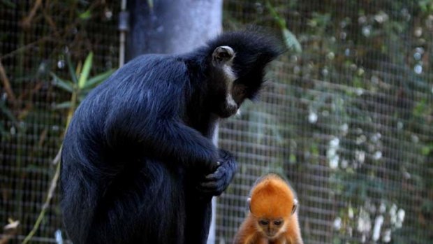 Regrets, they've had a few: monkeys offer science insights on depression