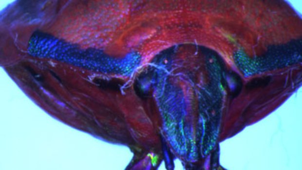 Camera brings new species to life