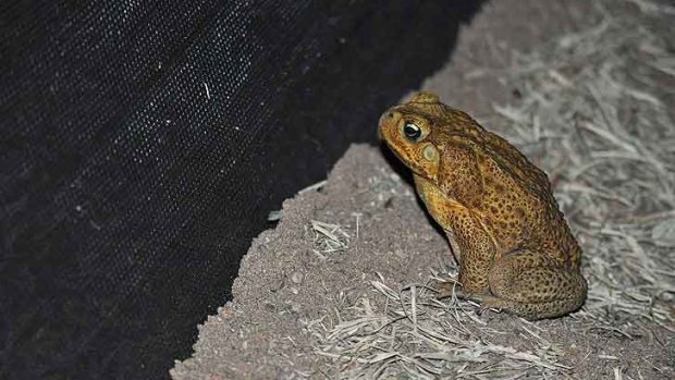 Australia Day cane toad race in Kununurra