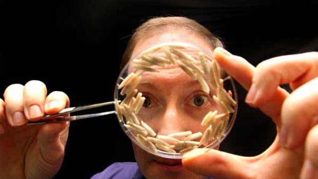 The real life adventures of Maggot Man and Insect Girl