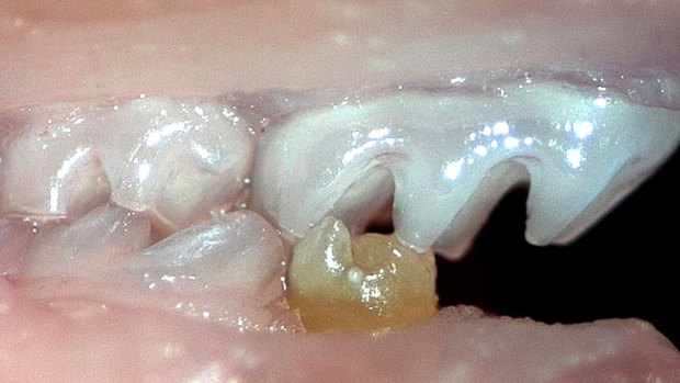 One tiny tooth boosts the dreams of mice and men