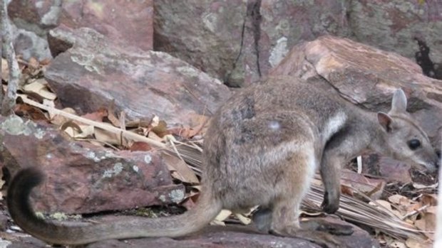 Australian scientists discover new species of rock-wallaby in Northern ...