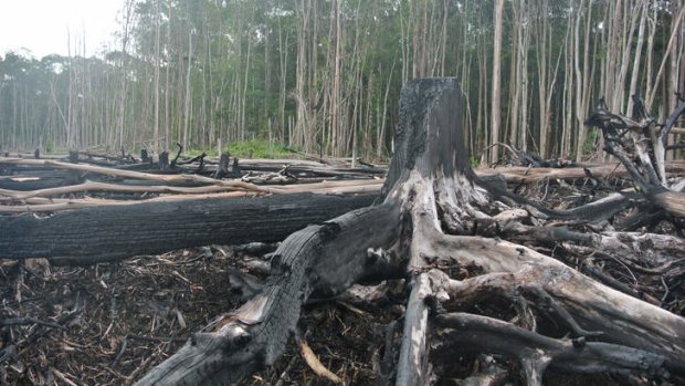 Indonesian forest open for mining, logging