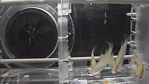 'A first for fish in space'