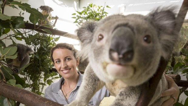 Queensland researcher saving koala populations, one sperm at a time