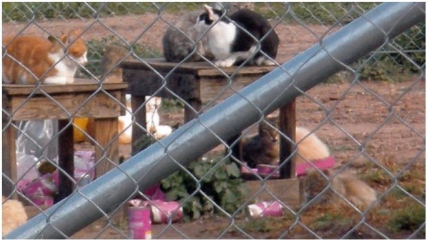 Camp Kitty: Claws are out in fight for right to keep 200 cats