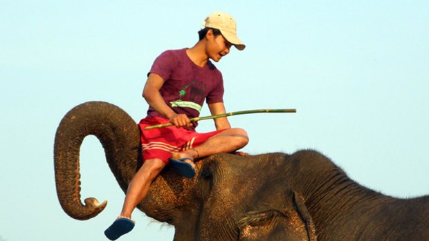 Make a pachyderm purr