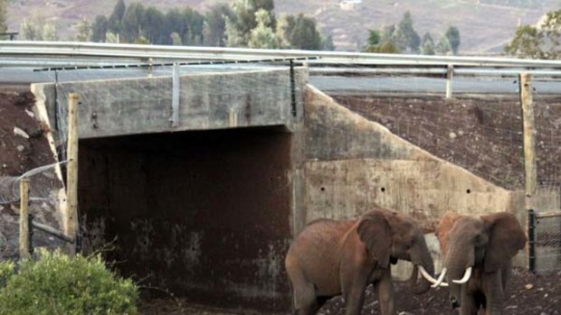How do elephants cross the road? Under it