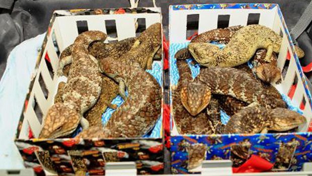 Shingleback lizards found in luggage at Perth Airport
