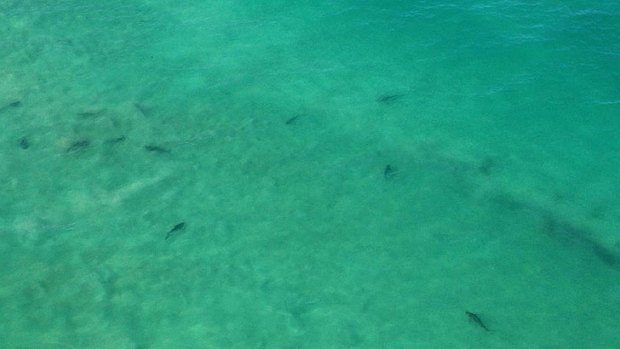 Tiger sharks feed on dolphin carcass