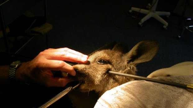 Shot kangaroo on the mend after surgery
