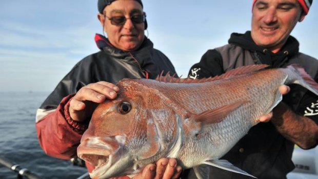 Snapper's back and they're reeling them in