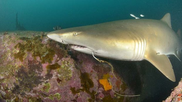 Bad press puts sharks in danger