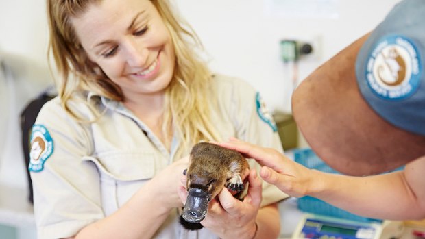 Rescued baby platypus will educate kids on Gold Coast