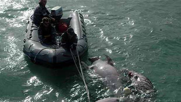 Dugong killed in 'illegal' nets