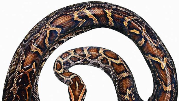 Man-Eating Super Snake, Sunday, August 28