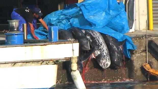 Cull town builds whale zoo